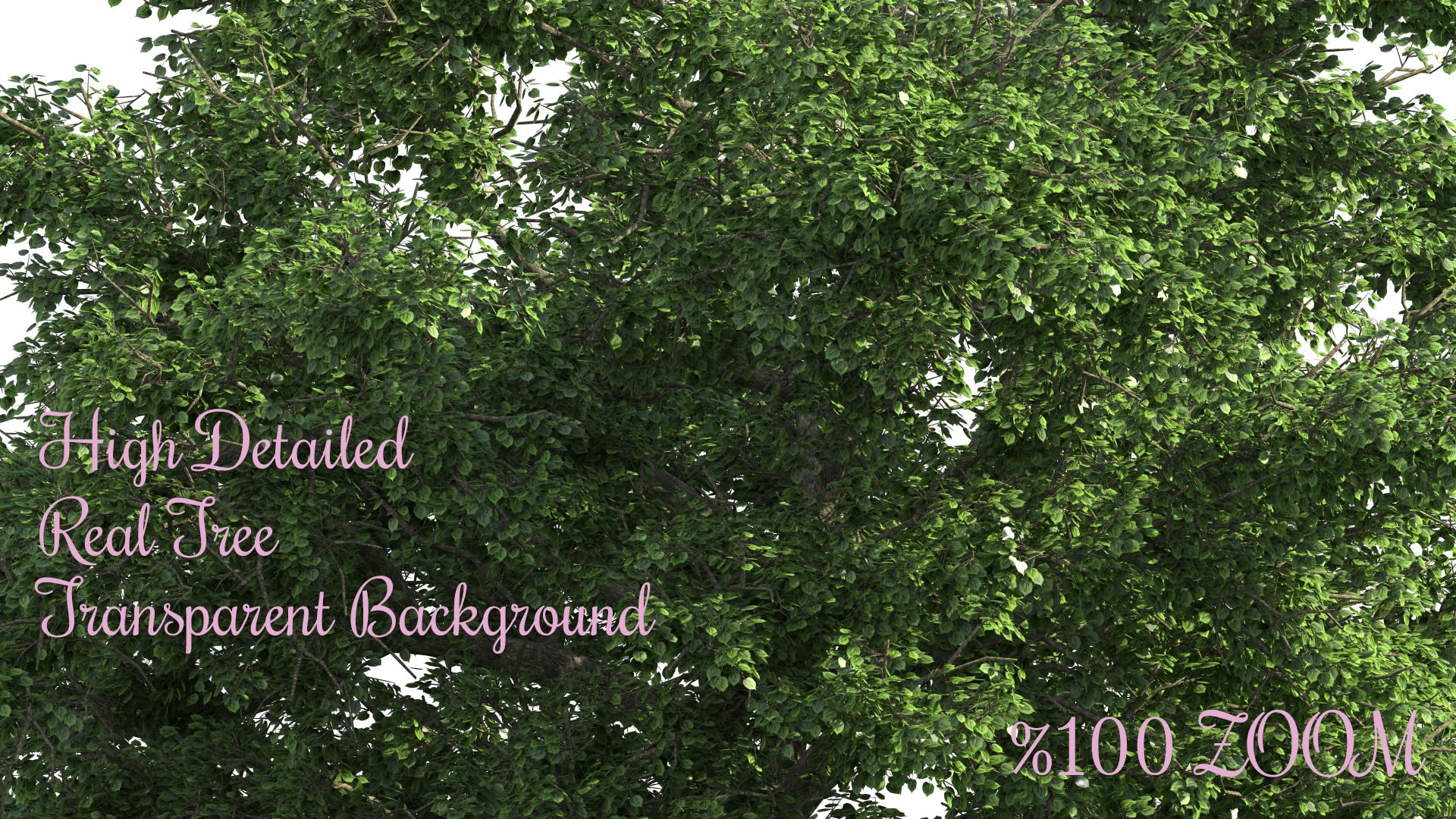 48 Real Tree Cliparts, Spring Trees Png, Realistic Look Whole Sale Tree ...