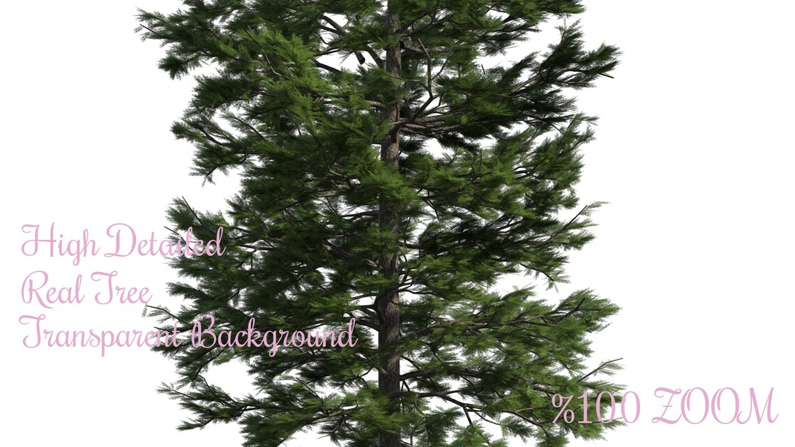 Real Cooks Pine Tree Cliparts, Landscape Layout Transparent Background ...