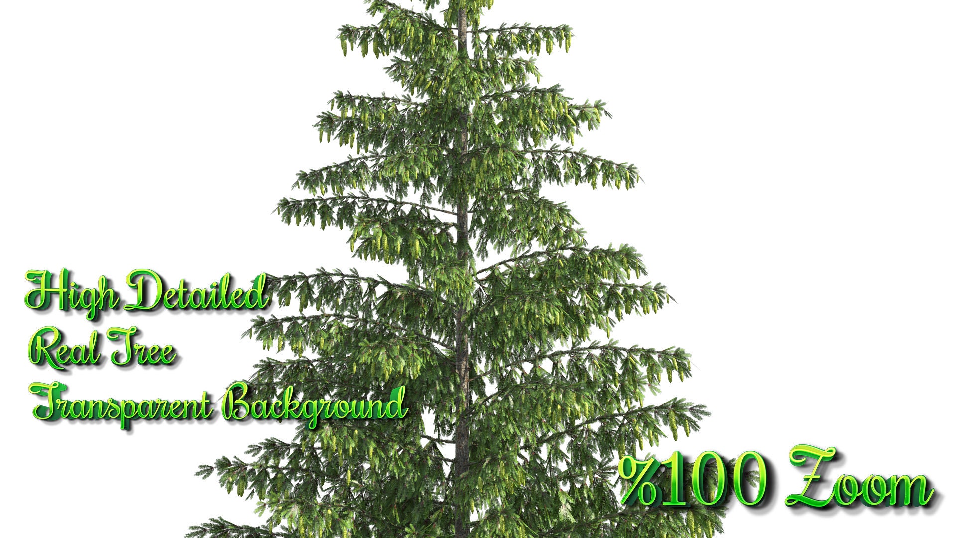 Ashoka Tree Png