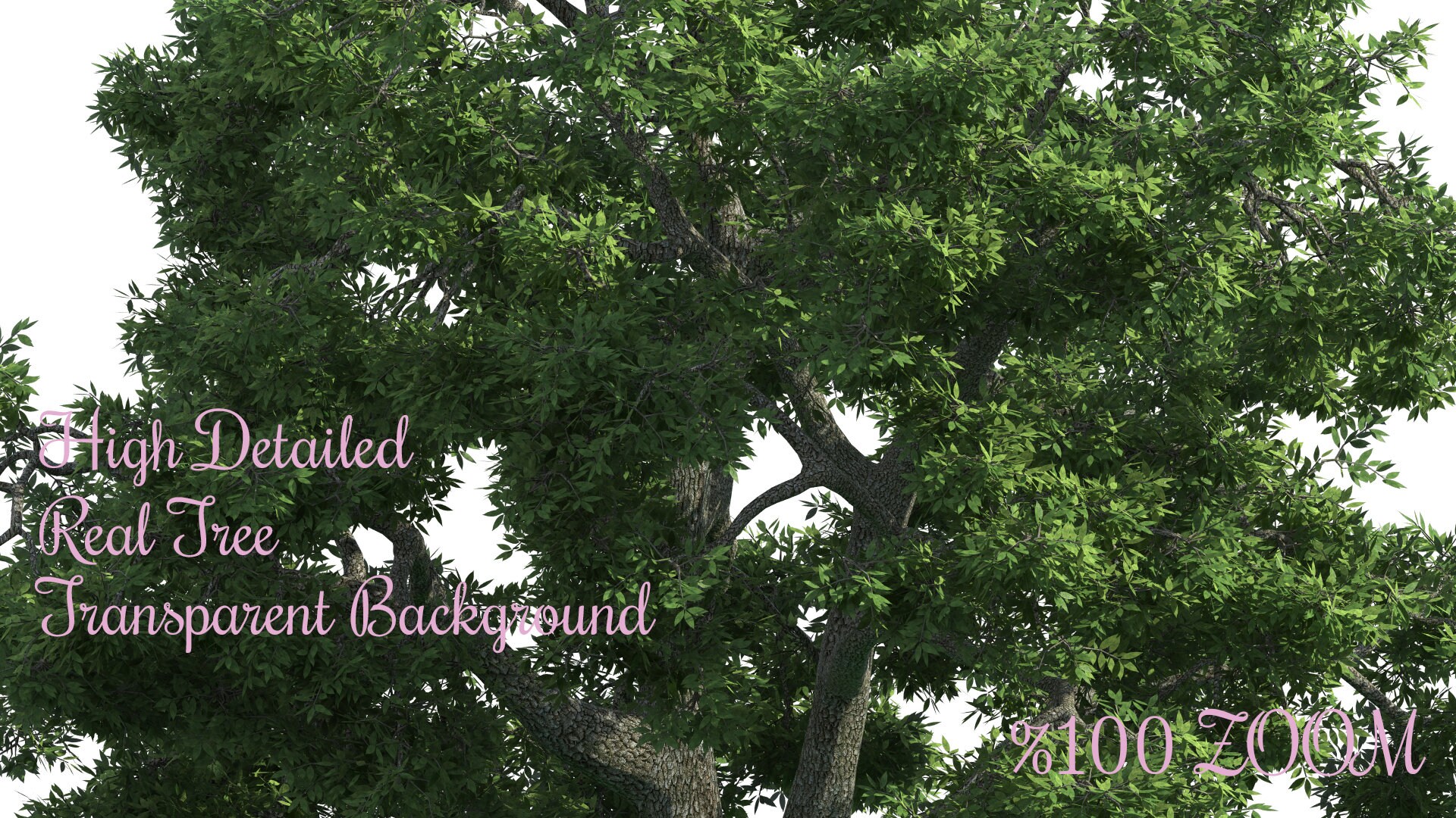 48 Real Tree Overlays Png, Landscape Transparent Cliparts Background ...