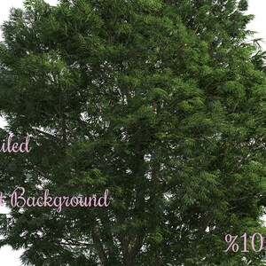 Real Tree Cliparts, Amboyna Wood Tree Overlays Png, Realistic Look Wood ...