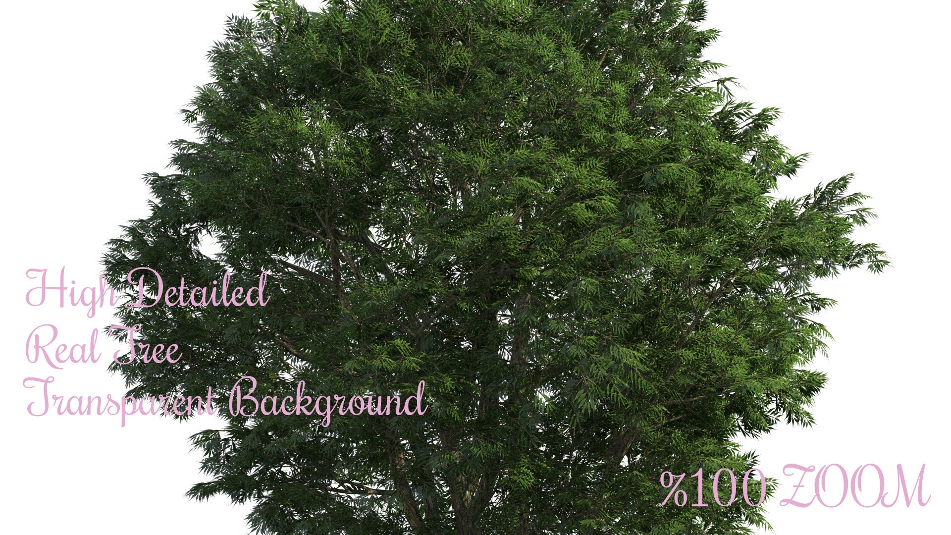 Real Tree Cliparts, Amboyna Wood Tree Overlays Png, Realistic Look Wood ...