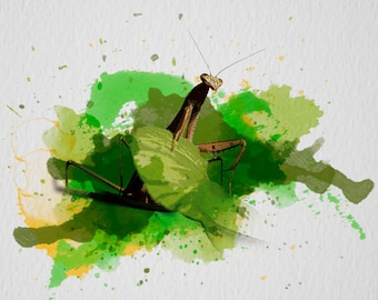 Praying Mantis, Praying Mantis Print, Praying Mantis Painting, Praying ...