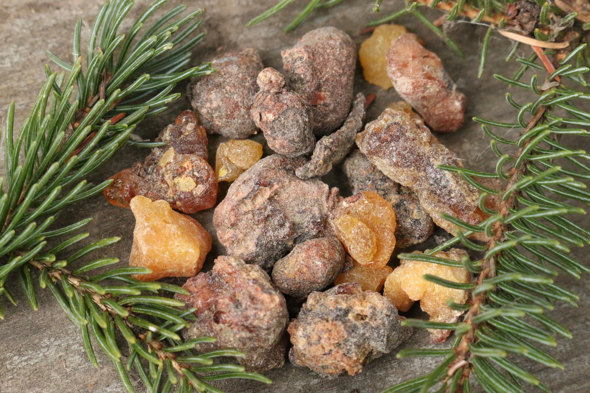 Wild Spruce Pitch Salve Double Infused in Grass Fed Beef Tallow - Etsy