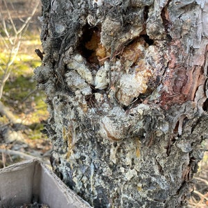 30g Spruce Chewing GUM: Sugar Free, All Natural, Old Fashioned, Cowboy ...