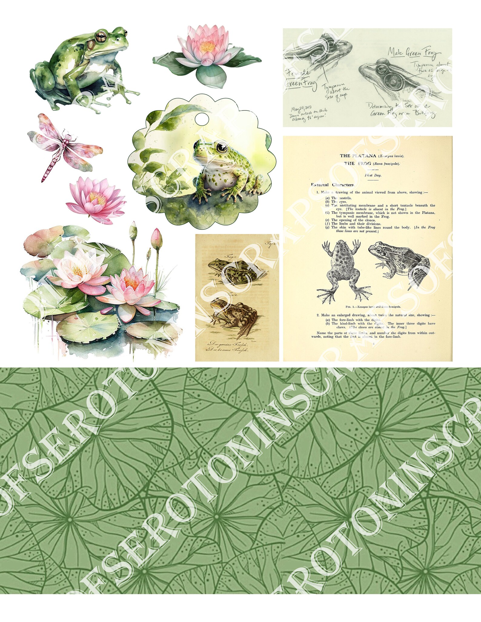 Junk Journal Ephemera, Frog, Scrapbook Digital Download, Journaling ...