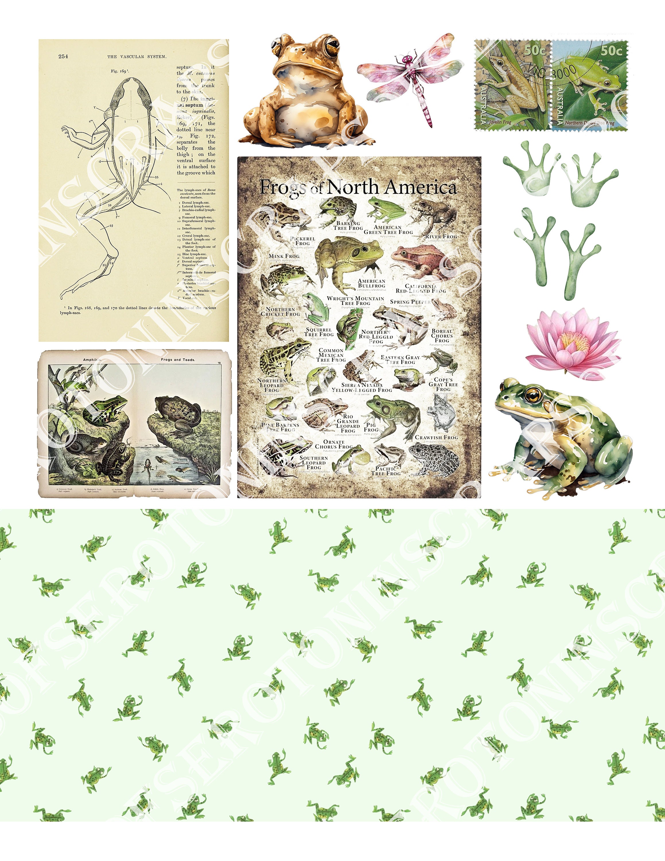 Junk Journal Ephemera, Frog, Scrapbook Digital Download, Journaling ...