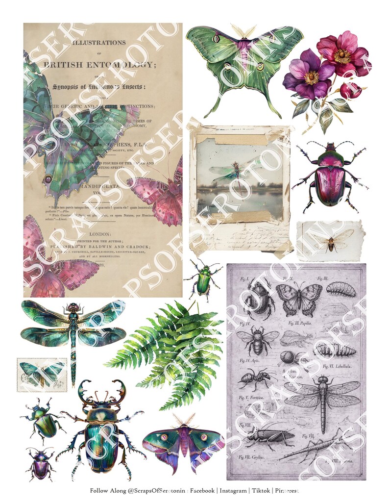 Jeweled Insects Junk Journal Kit, Entomology Ephemera, Moths Beetles ...