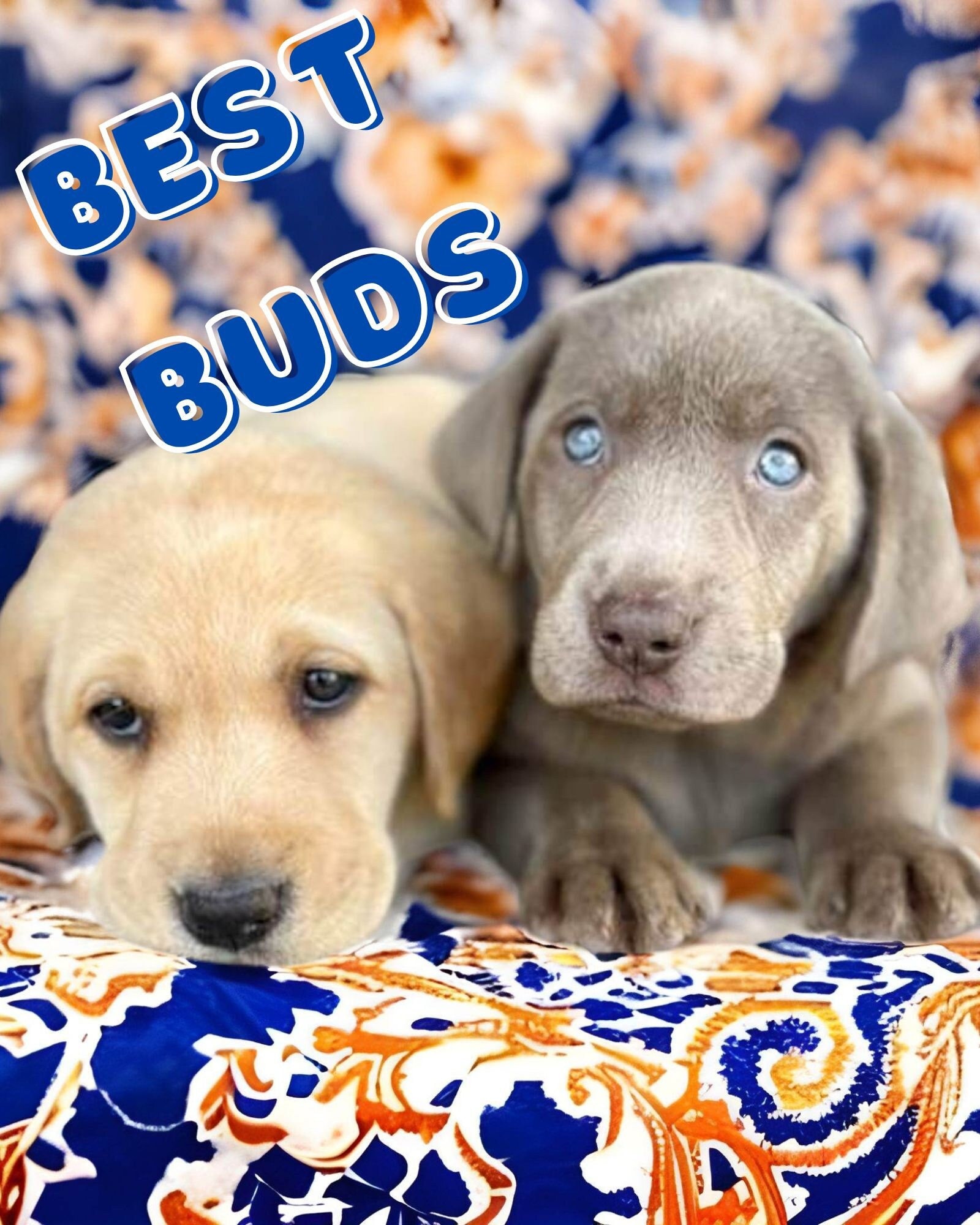 Best Buds Lab Poster - Etsy