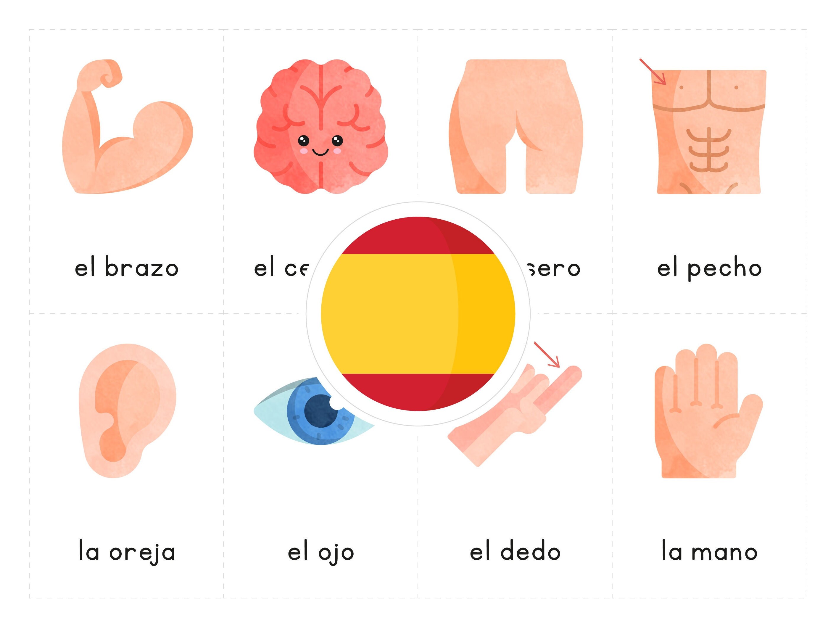 BODY Spanish Printable Flashcards Three-part Montessori - Etsy UK