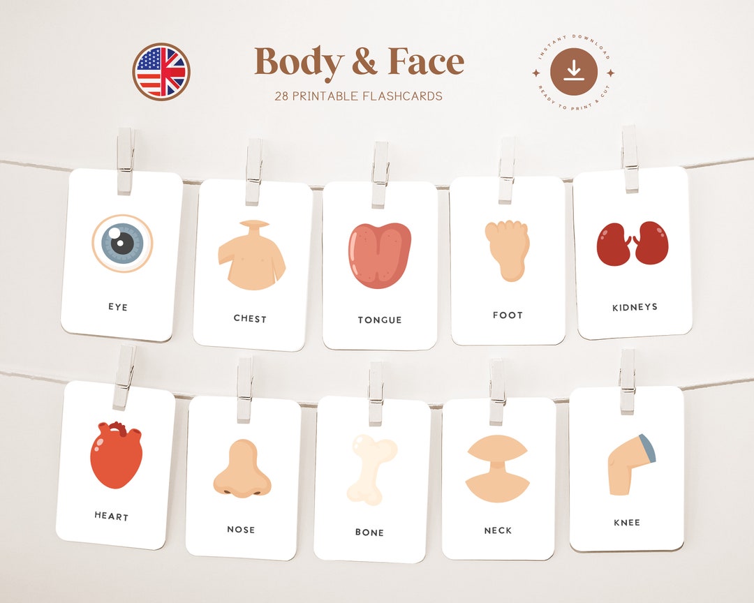 BODY - FAIR • English • Printable Flashcards • Three-part Montessori ...