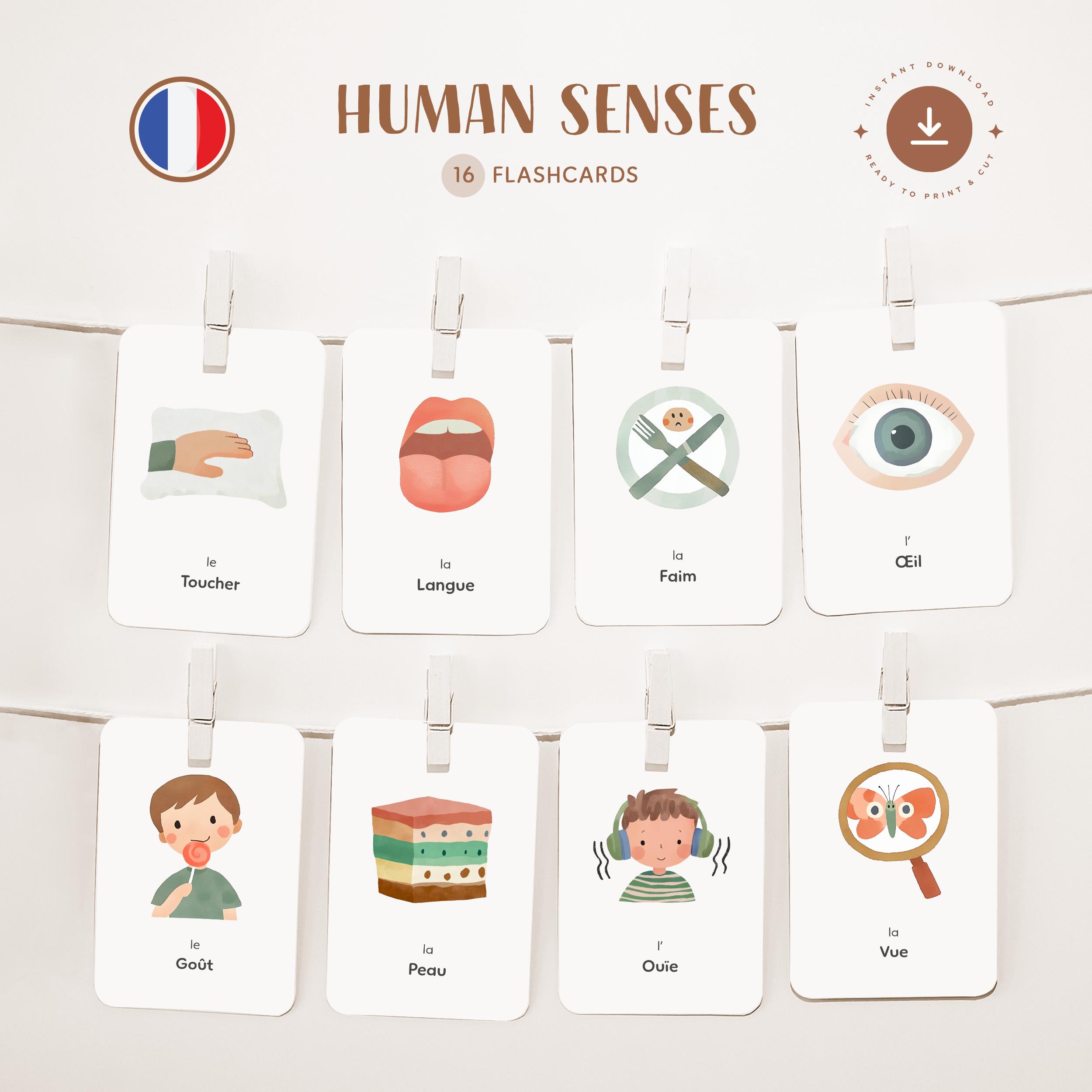 HUMAN SENSES • French • Printable Flashcards • Three-part Montessori ...