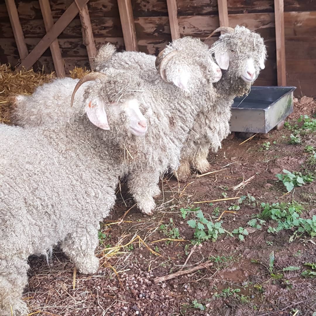 200g Raw Unwashed Angora Goat Mohair - Etsy