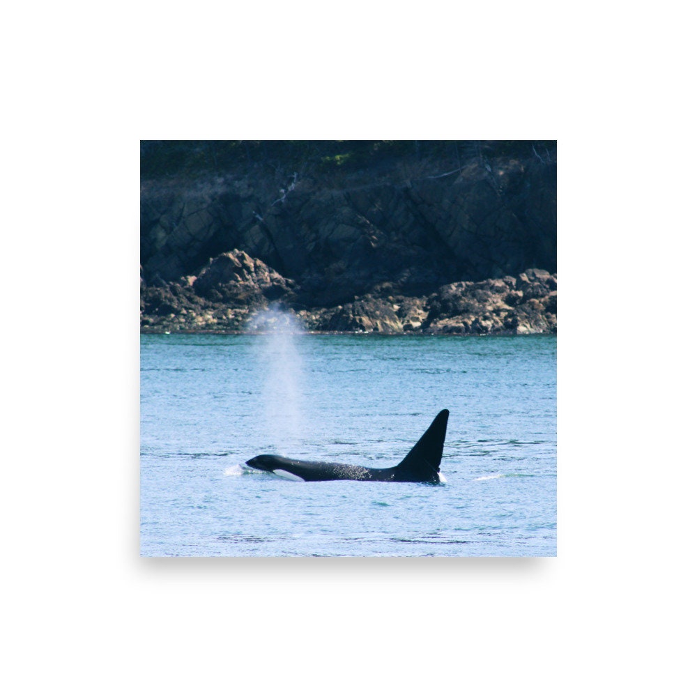 Orca Breathing - Killer Whale in the PNW - Poster - Etsy