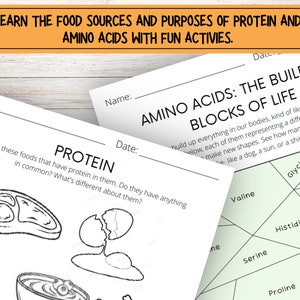 Protein and Amino Acid Worksheets for Kids | Nutrition Education ...