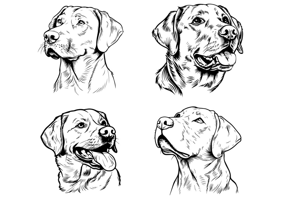 Labrador Retriever SVG Mega Drawing Ear, Full Body, Peeking Svg, Dog ...