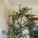 8 Foot Faux Artificial Large Olive Tree H 240cm Silk Tree, Artificial ...
