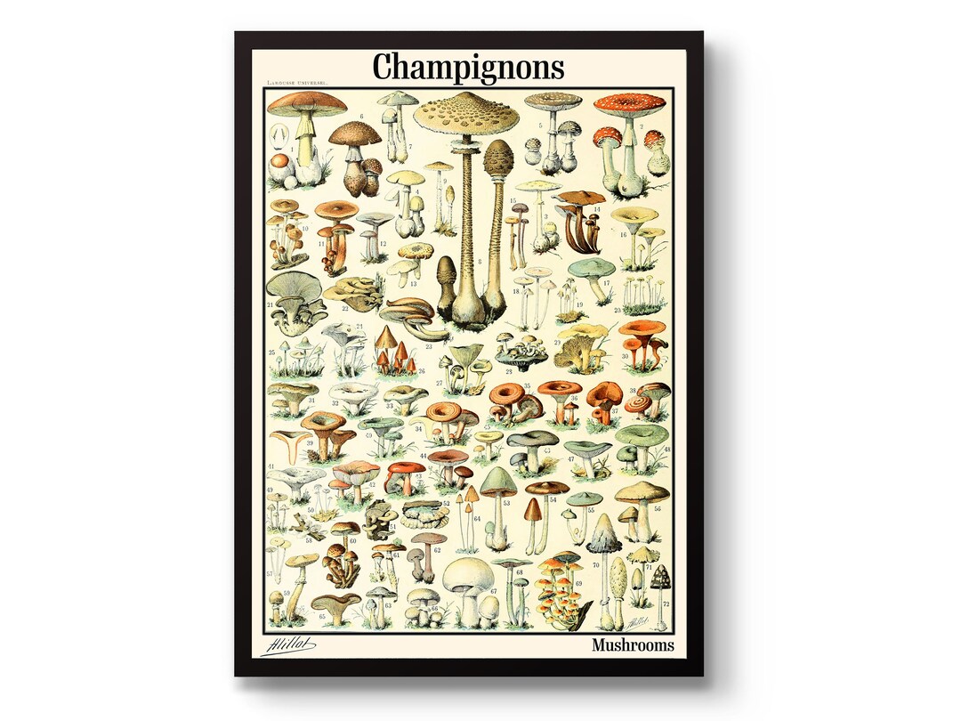 Vintage Mushrooms Poster Vintage Kitchen Wall Art Print - Etsy