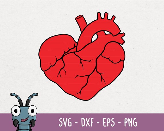 Heart Svg Anatomical Heart Svg Realistic Heart Svg - Etsy