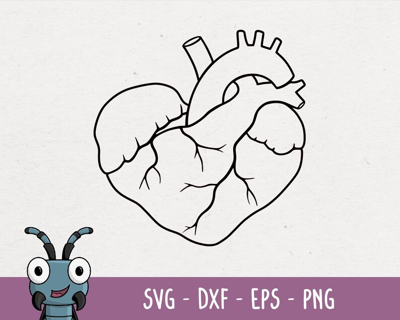 Heart Svg, Anatomical Heart Svg, Realistic Heart Svg, Heartshaped Svg ...