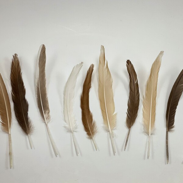 Chicken Feathers - Etsy