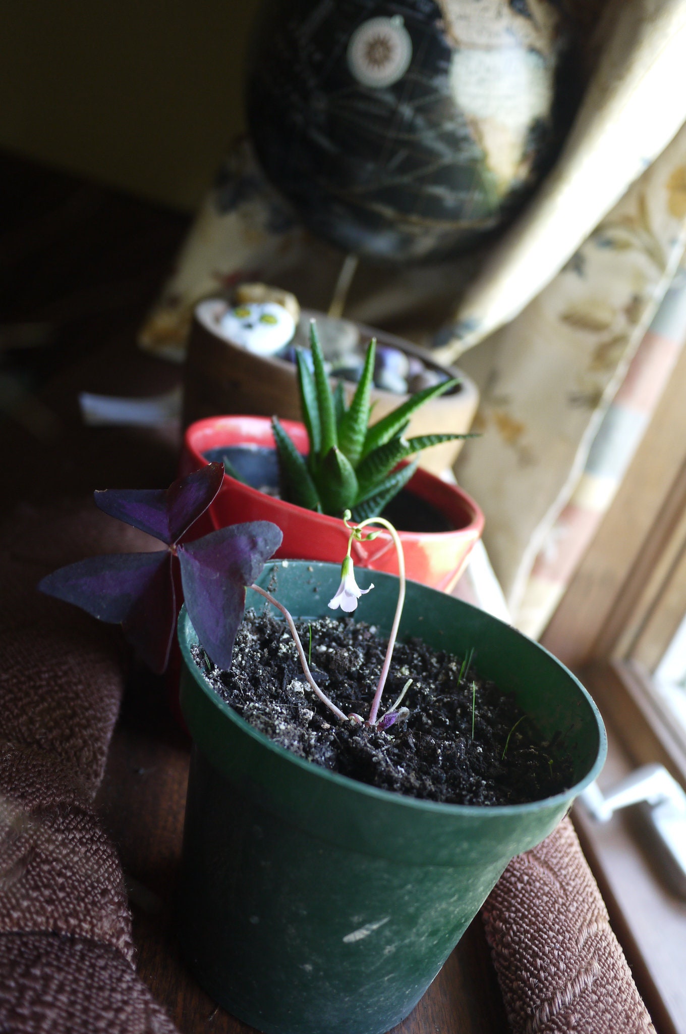 Butterfly Plant (oxalis Triangularis, Amethyst Sorrel) Bulbs - Etsy