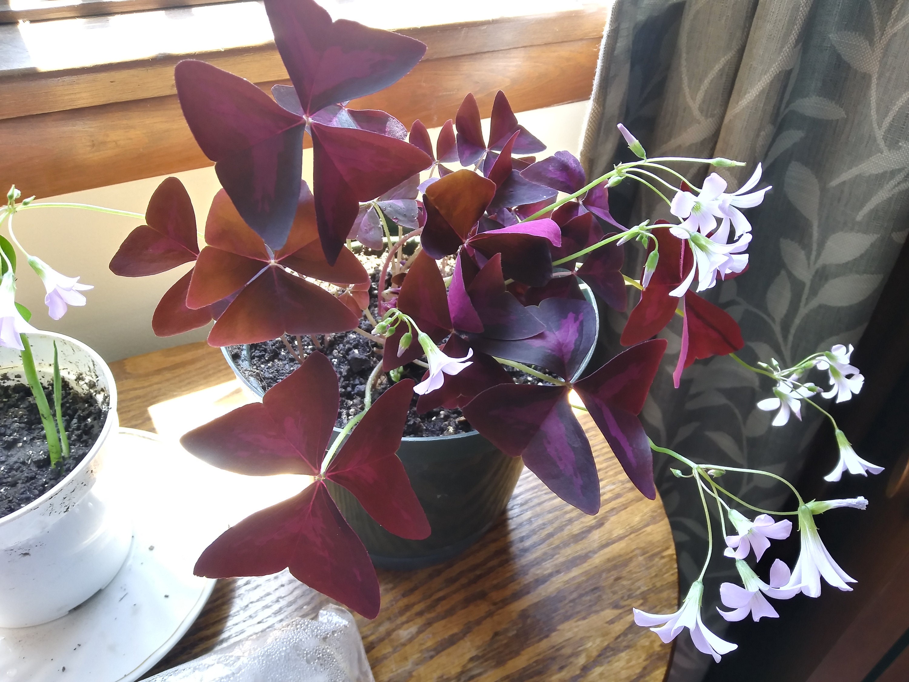 Butterfly Plant (oxalis Triangularis, Amethyst Sorrel) Bulbs - Etsy