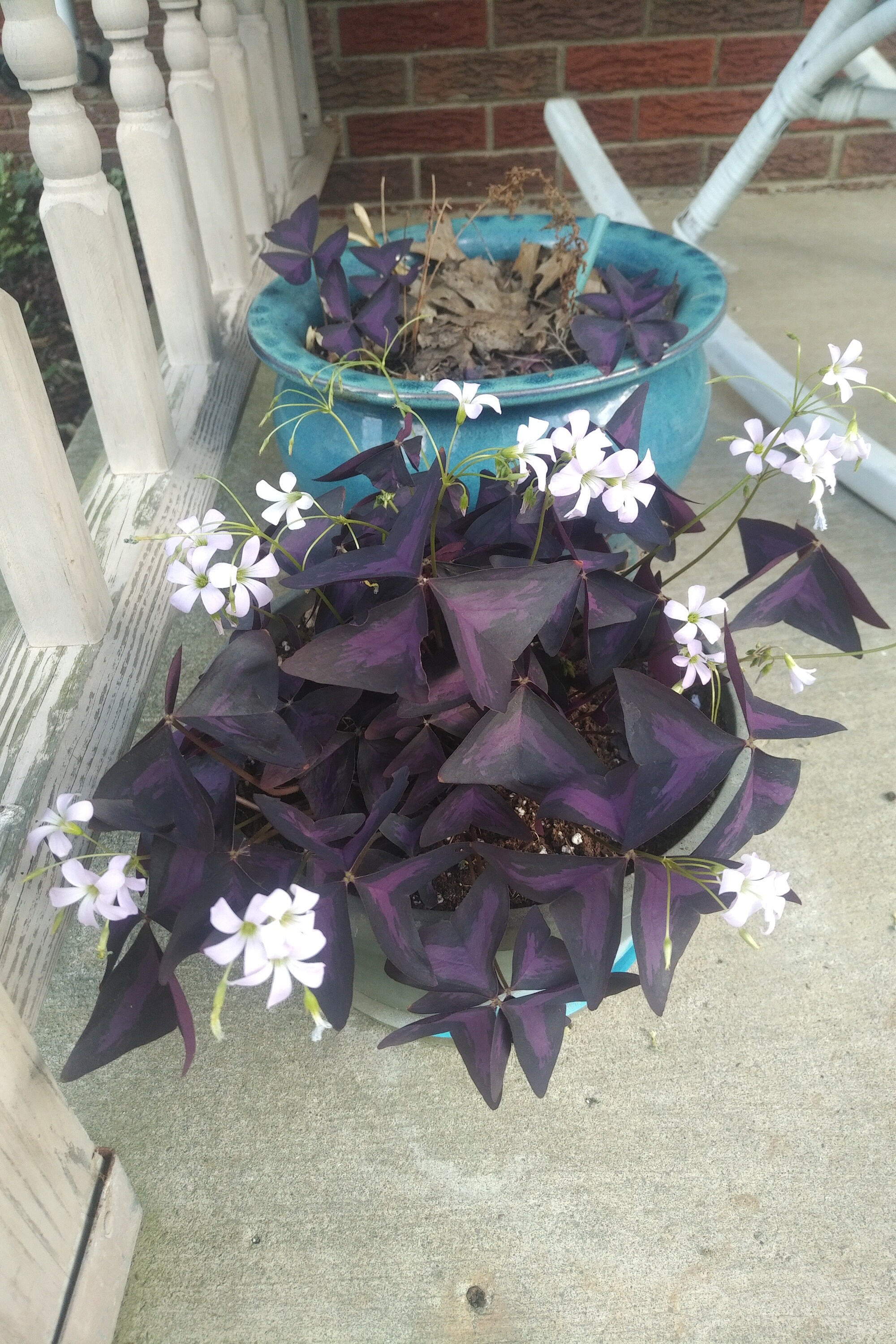 Butterfly Plant (oxalis Triangularis, Amethyst Sorrel) Bulbs - Etsy