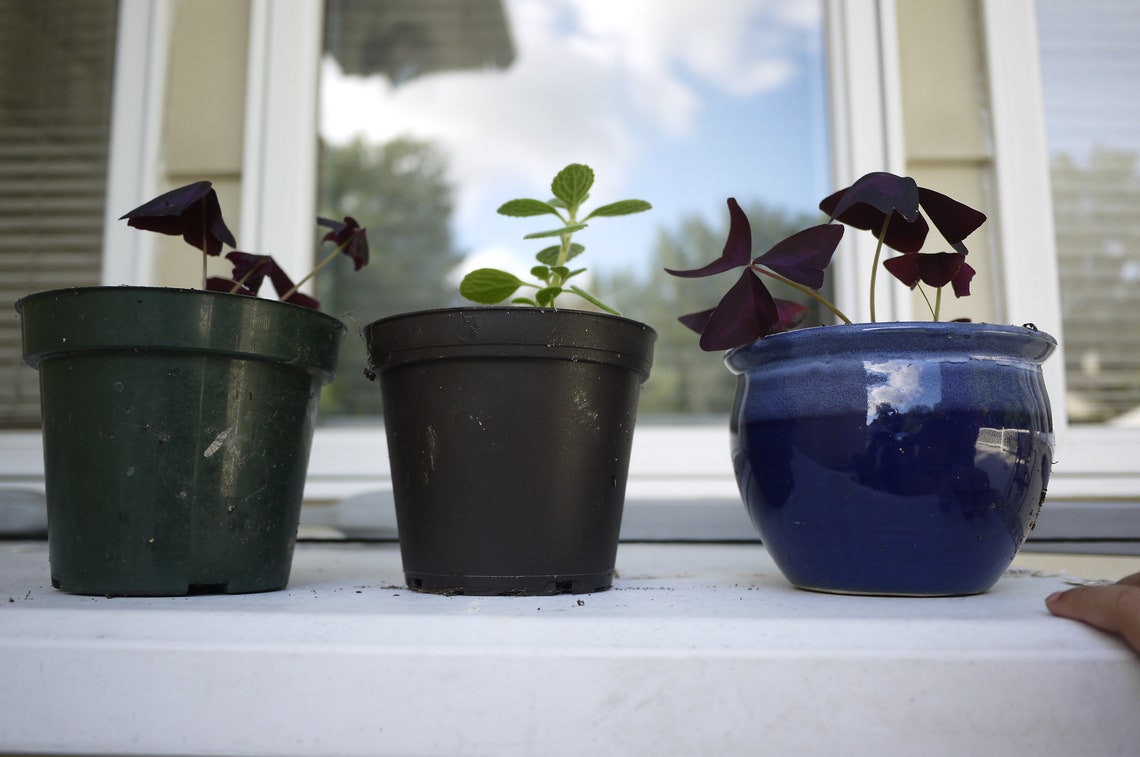 Butterfly Plant (oxalis Triangularis, Amethyst Sorrel) Bulbs - Etsy