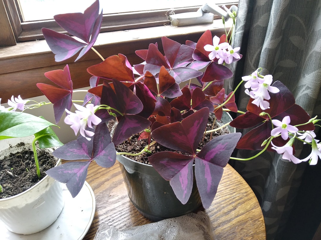 Butterfly Plant (oxalis Triangularis, Amethyst Sorrel) Bulbs - Etsy Canada