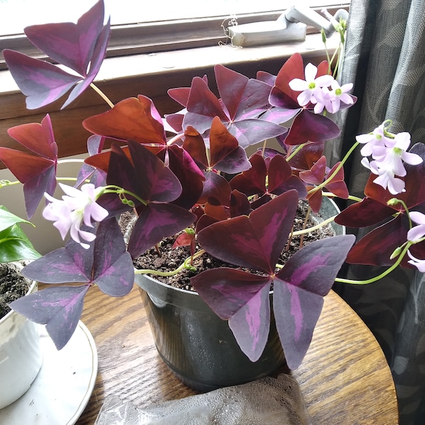 Butterfly Wing Plant - Etsy