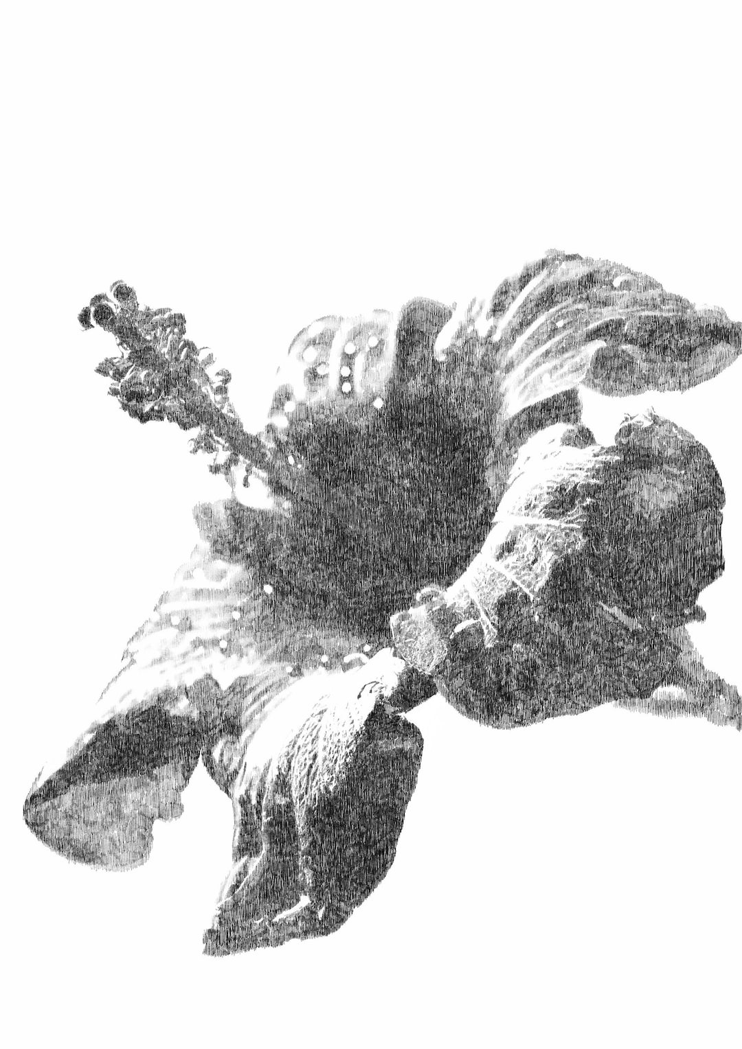 High-resolution Drawings, Hand-drawn by Mati Mular (digital Form) - Etsy