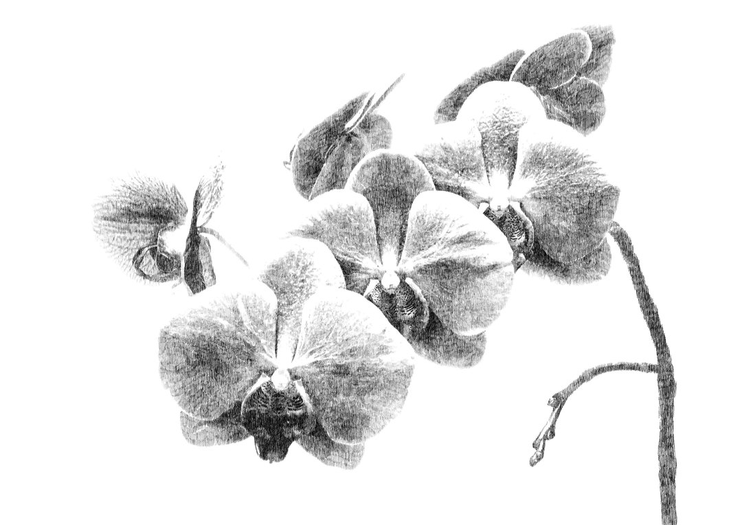 High-resolution Drawings, Hand-drawn by Mati Mular (digital Form) - Etsy
