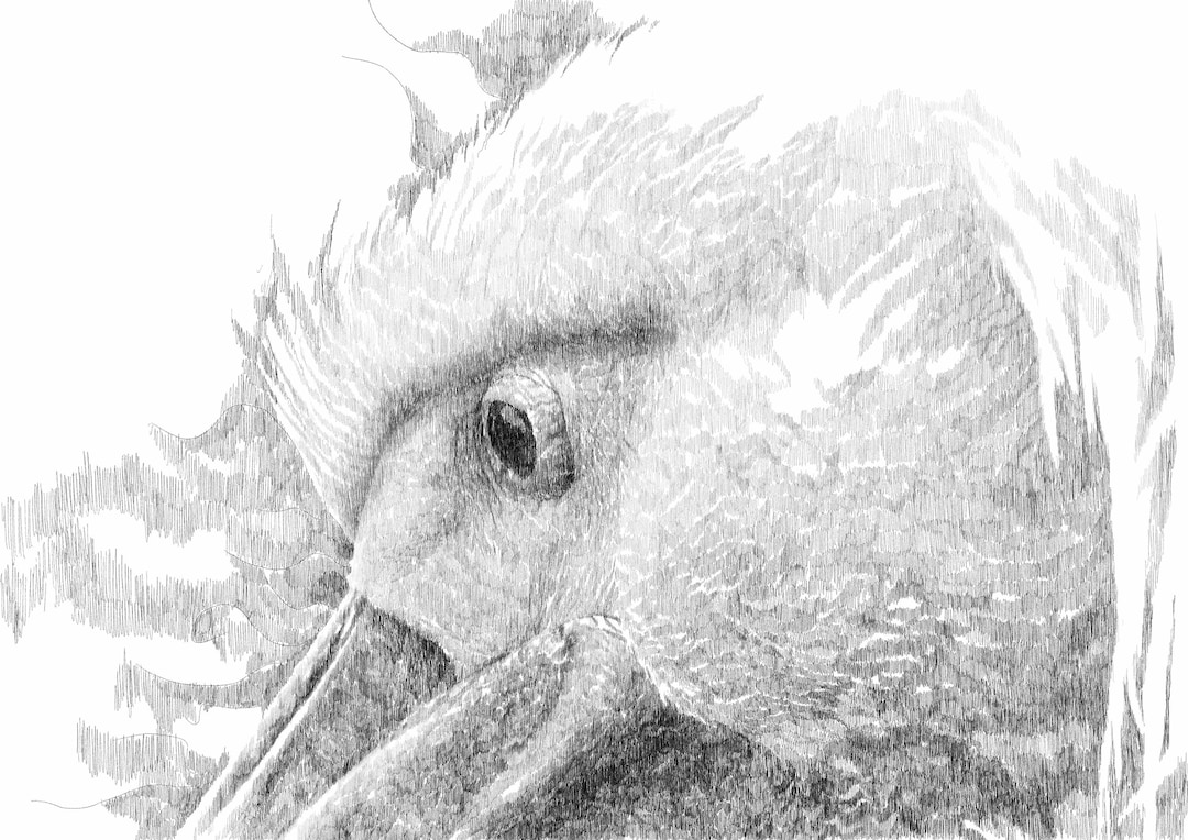 High-resolution Drawings, Hand-drawn by Mati Mular (digital Form) - Etsy