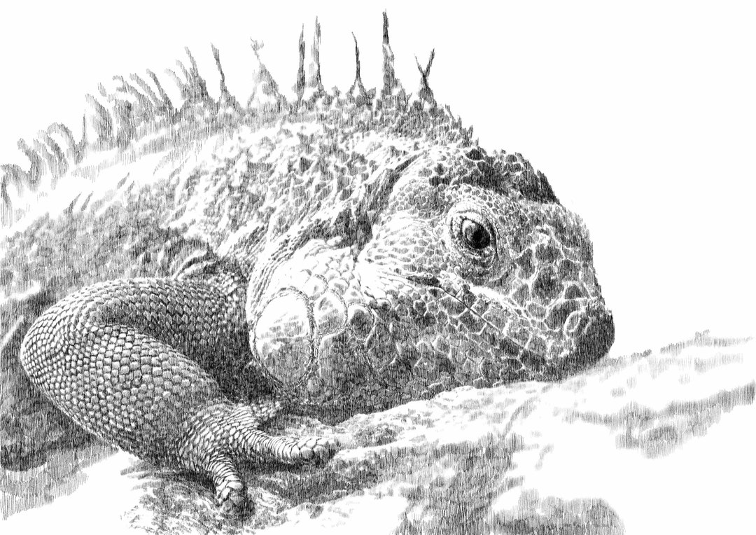 High-resolution Drawings, Hand-drawn by Mati Mular digital Form - Etsy