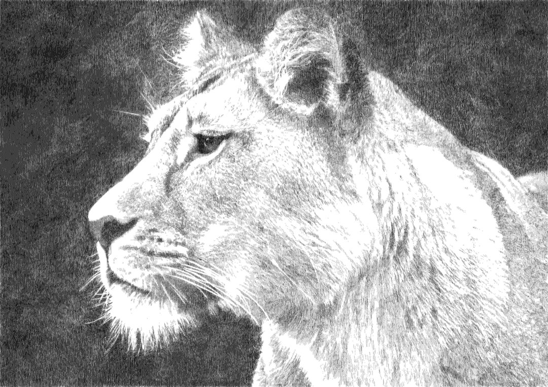 Lioness High Resolution Hand Drawn Drawings by Mati Mular (digital Form ...