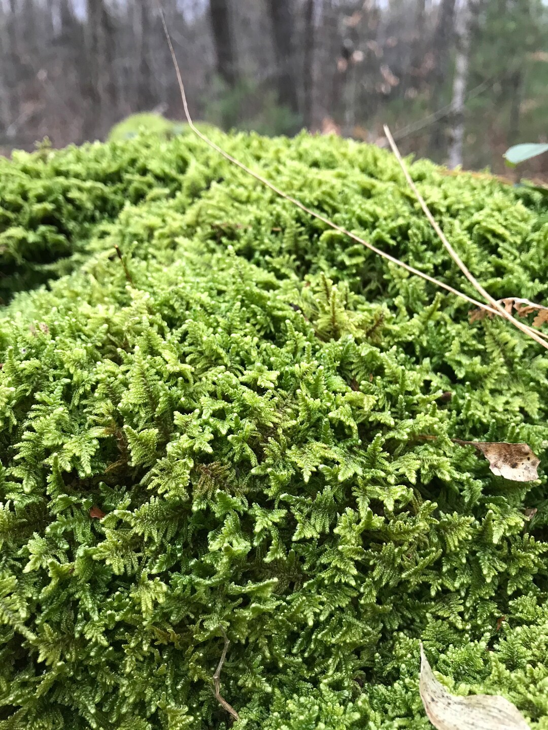Sheet Moss by the Box (20 Square Foot) - Etsy
