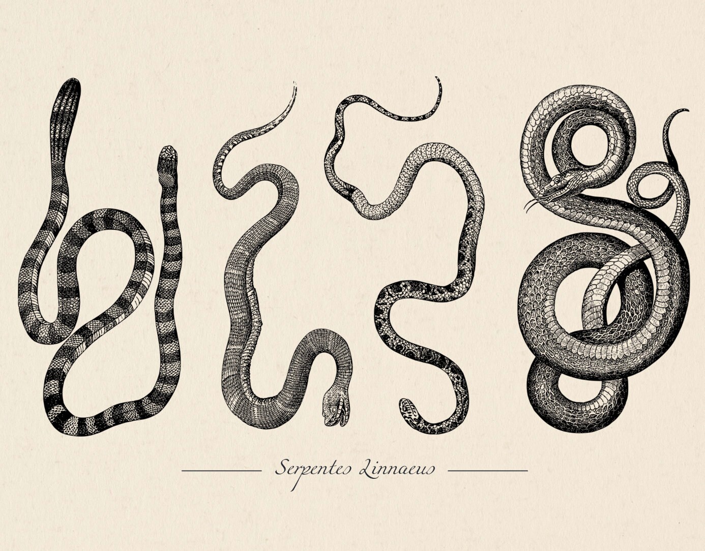 Vintage Snake Digital Download Botanical Reptile Illustration-poster ...