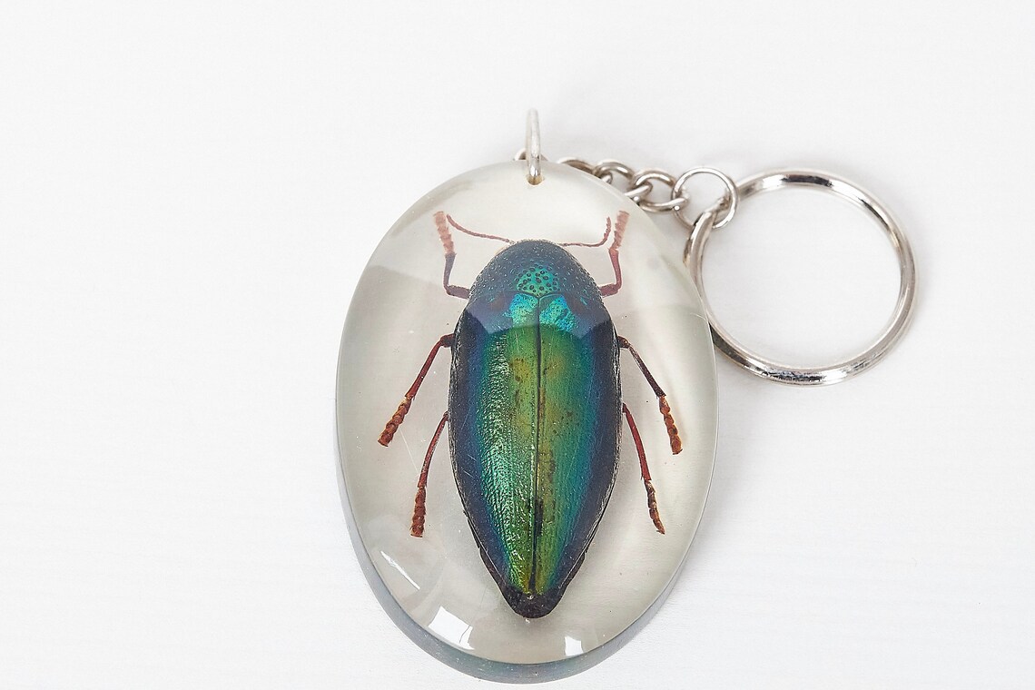 Beetles Bugs Scorpions in Resin. Real Insects in Lucite. - Etsy