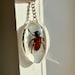 Beetles Bugs Scorpions in Resin. Real Insects in Lucite. Insect ...