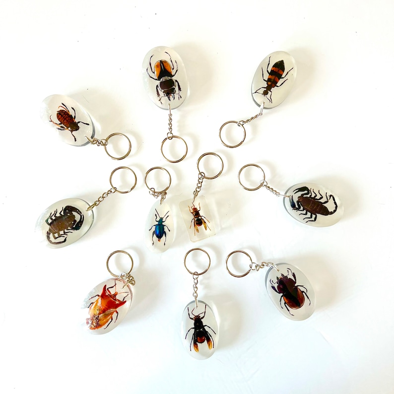 Beetles Bugs Scorpions in Resin. Real Insects in Lucite. Insect ...