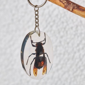 Beetles Bugs Scorpions in Resin. Real Insects in Lucite. Insect ...