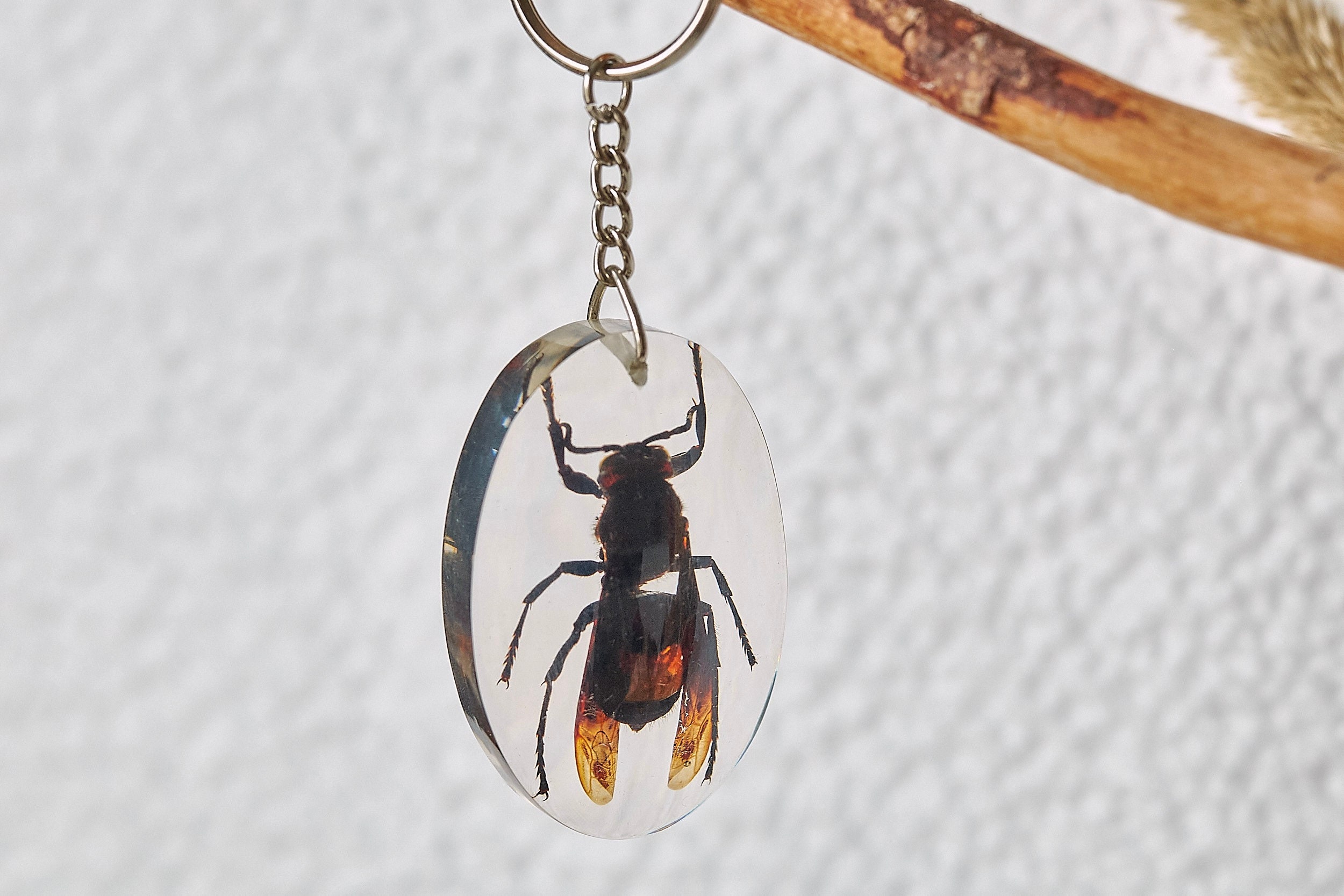 Beetles Bugs Scorpions in Resin. Real Insects in Lucite. Insect ...