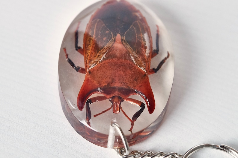 Beetles Bugs Scorpions in Resin. Real Insects in Lucite. Insect ...