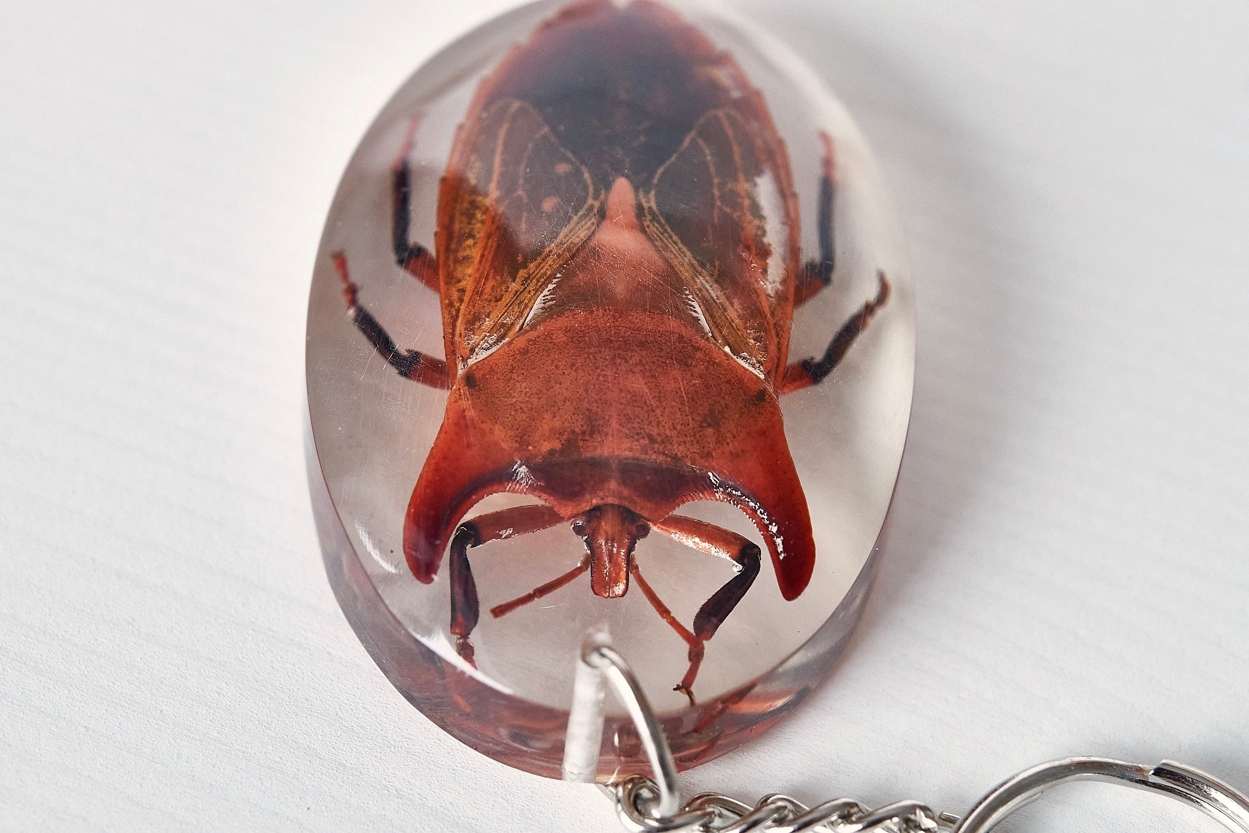 Beetles Bugs Scorpions in Resin. Real Insects in Lucite. Insect ...