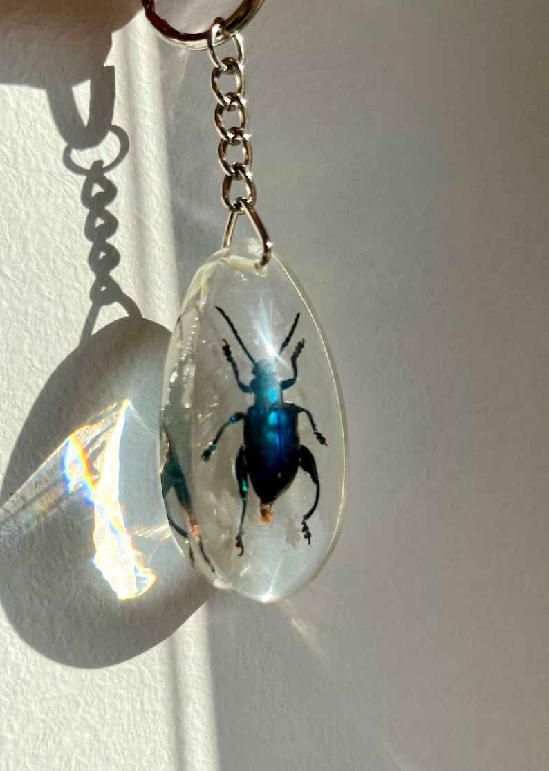Beetles Bugs Scorpions in Resin. Real Insects in Lucite. - Etsy