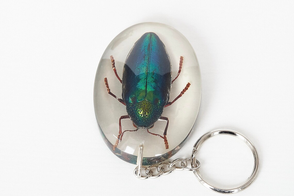 Beetles Bugs Scorpions in Resin. Real Insects in Lucite. - Etsy