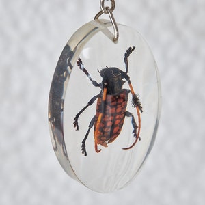 Beetles Bugs Scorpions in Resin. Real Insects in Lucite. Insect ...