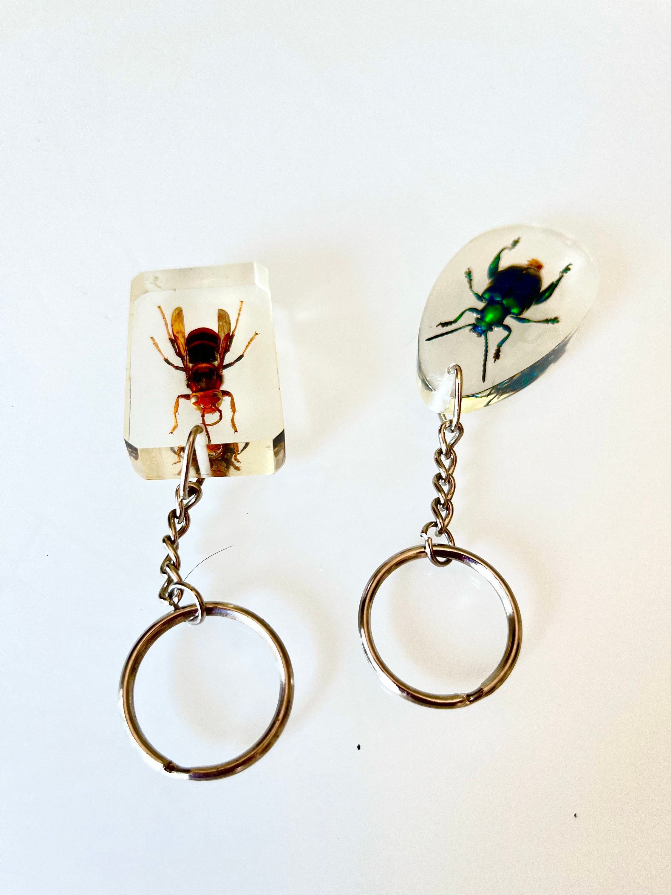 Beetles Bugs Scorpions in Resin. Real Insects in Lucite. Insect ...