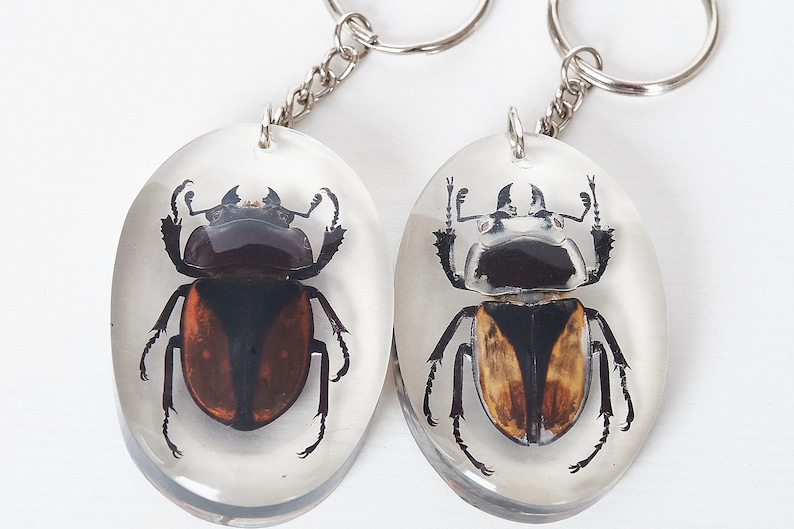 Beetles Bugs Scorpions in Resin. Real Insects in Lucite. Insect ...